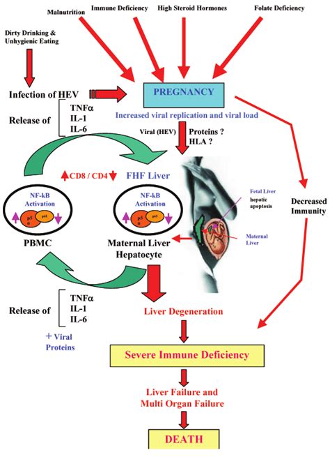 Diagrammatic Representation Of The Possible Signaling Pathways Involved