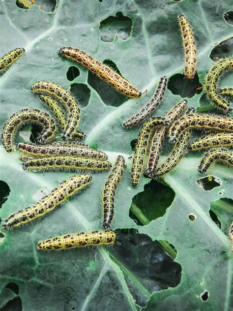 11 Effective Ways To Get Rid Of Cabbage Worms The Rustic Elk