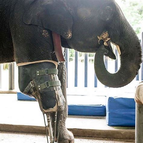 의족을 착용한 코끼리 인스티즈instiz 이슈 카테고리