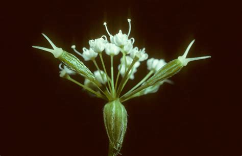 Osmorhiza Longistylis Apiaceae