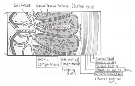 Repro Exam 3 Flashcards Quizlet