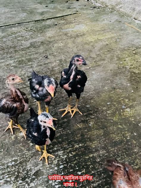 ফাইটার আসিল মুরগির বাচ্চা । ️ Youtube