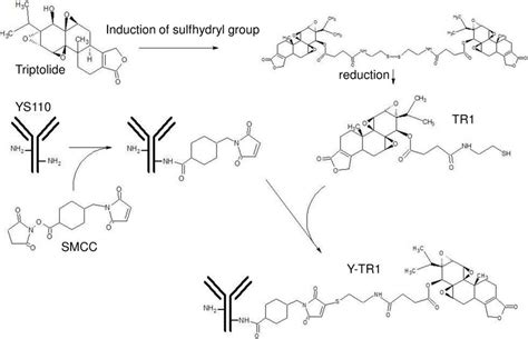 Structural Formula Of Triptolide And Conjugation Protocol Of Y Tr1