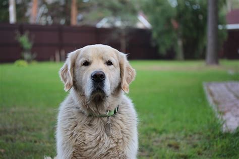 Golden Retrievers What To Know Before Adopting Aspca Pet Health