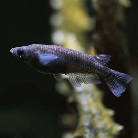 Gold Rice Fish Tetra Oryzias Latipes