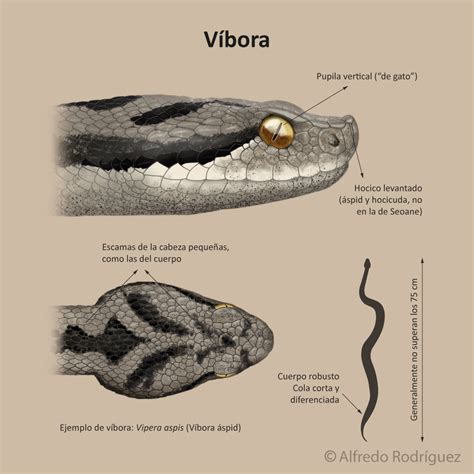 Infografía Comparativa Entre Serpientes Viperidae Y Colubridae
