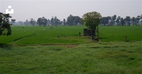 멀리 나무가 있는 푸른 들판 사진 Unsplash의 무료 안드라프라데시 이미지