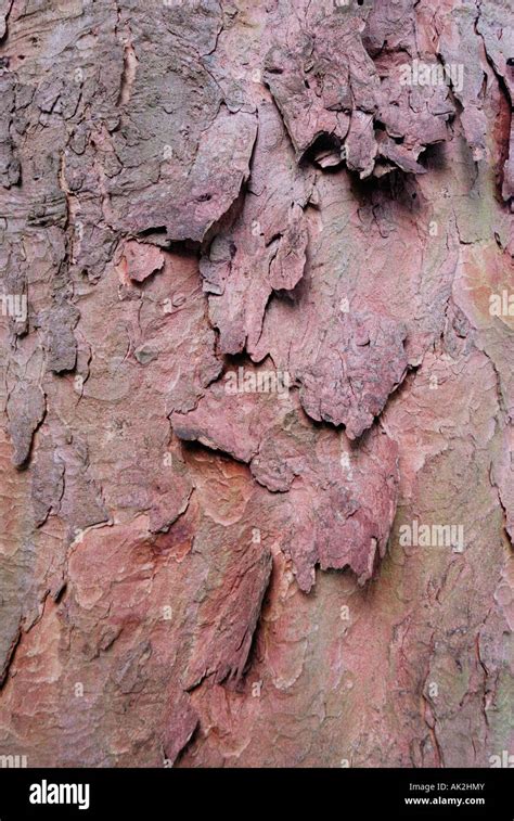 Tree Bark Colour And Texture Stock Photo Alamy