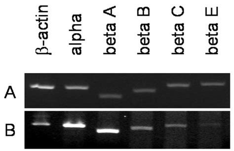 Inhibinactivin Subunit Mrna Detection In Normal Human Endometrium