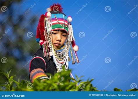 Girl In Akha Tribal Dress Is Picking Tea Leaves Editorial Photography