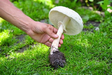 Travniški Kukmak Agaricus Campestris Znamsi