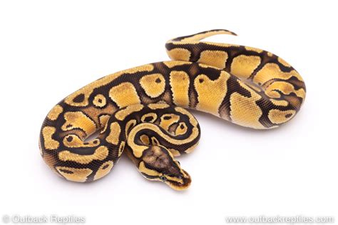 Pastel Enchi Clown Ball Python