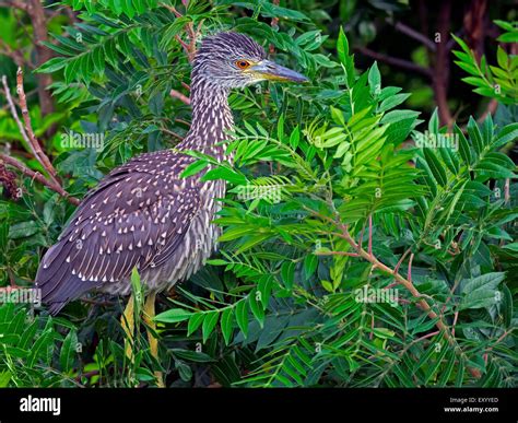 Do Herons Sleep In Trees At Bill Henson Blog