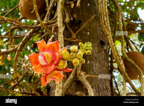 Jackfruit Flower