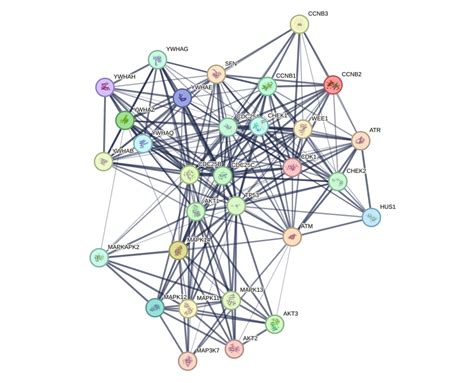Pathcards Cell Cycle Role Of 14 3 3 Proteins In Cell Cycle Regulation Pathway And Related