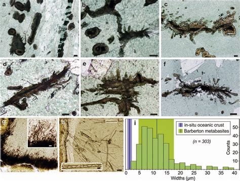 Proof Of Life Oldest Archean Trace Fossil Reevaluation For Early Biology