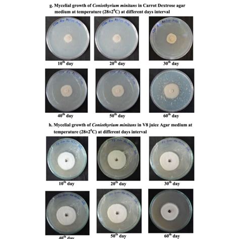 Mycelial Growth Of Coniothyrium Minitans Tdk Cm3 In Different Media At