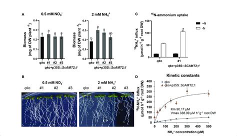 Functional Evaluation Of Complemented Arabidopsis Qko Mutant A Total