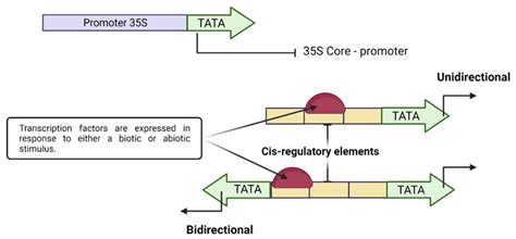 Plant Promoters Their Identification Characterization And Role In Gene Regulation