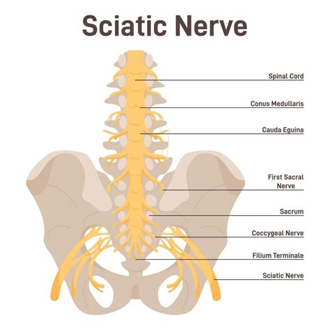 Sciatic Nerve Vector Art Icons And Graphics For Free Download