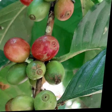 coffee fruit maturity ☕🍒 instance segmentation dataset v5 2023 10 17