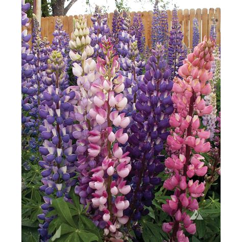 Lupine Seeds Ne Seed