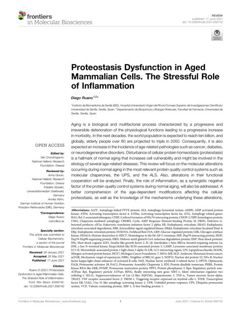 Pdf Proteostasis Dysfunction In Aged Mammalian Cells The Stressful