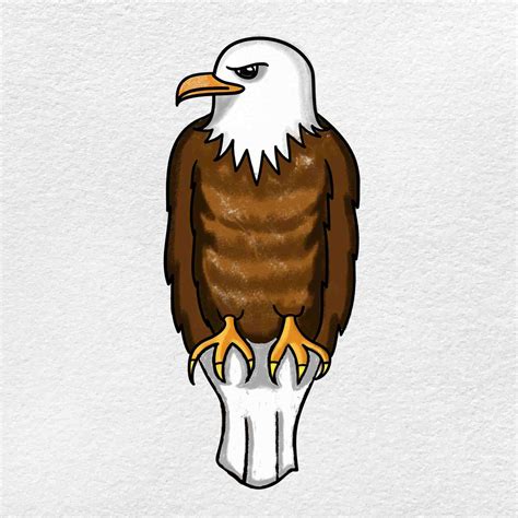Bald Eagle Drawing Wickersham Deeks1936
