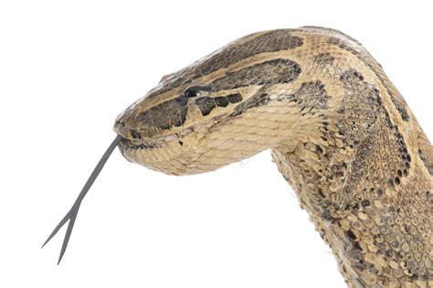 Full Body Python Auction