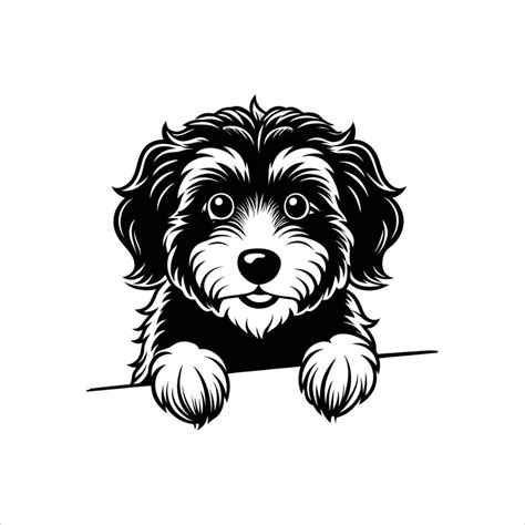 Black And White Bernedoodle Dog Peek 54269542 Vector Art At Vecteezy