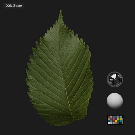 Elm Leaves Texture Atlas Poliigon