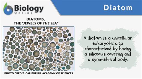 Diatom Cell Slide