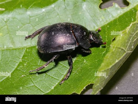 A Robust Rounded Dung Beetle The Sacred Dung Beetle Is Active By Day