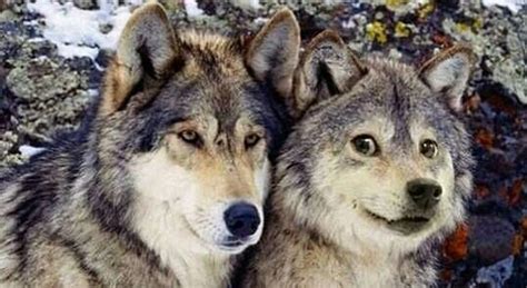 Scrapy Vs Golang 爬虫对比(修正) 知乎 Scrapy Vs Golang 爬虫对比(修正) 知乎