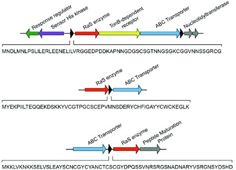 Select Uncharacterized Ras Ripp Bgcs In The Human Microbiome Shown Are Download Scientific