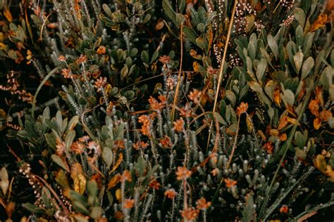 주황색 꽃과 녹색 잎이 있는 덤불 사진 Unsplash의 가을의 이미지