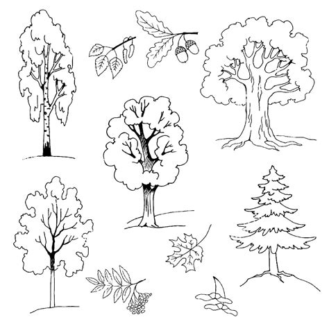 Dibujos De Arboles Para Colorear Imprimir Para Niños