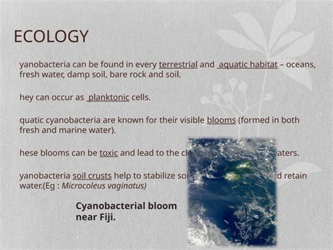Cyanobacteria Details Of Structure And Importance Ppt