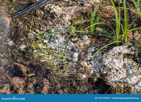 Garden Soil Fungus Types At Winifred Thompson Blog