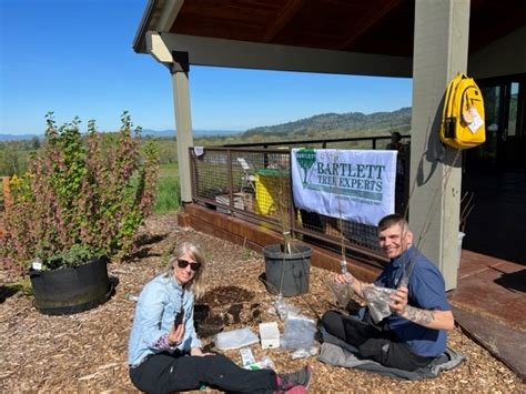 Tree Seedlings For A Greener Tomorrow Tree Topics