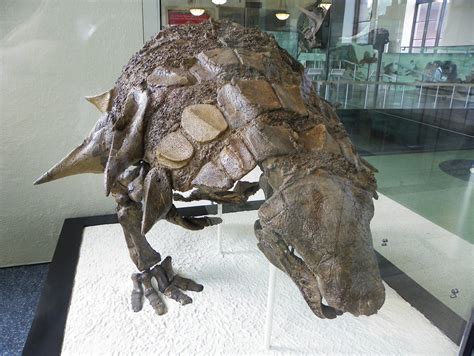 Bone Rooms American Museum Of Natural History Part One The Hall Of