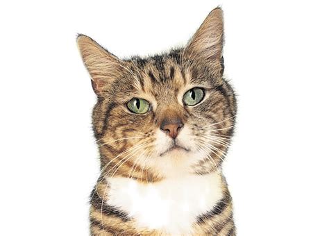 Home Wayward Whiskers
