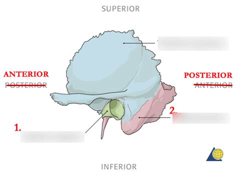 Temporal Bone 2 Diagram Quizlet