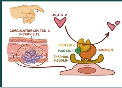 12 Hypercoagulable States Flashcards Quizlet