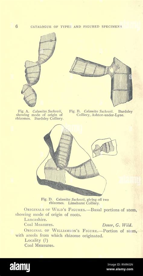 Specimens Types At Will Cornish Blog