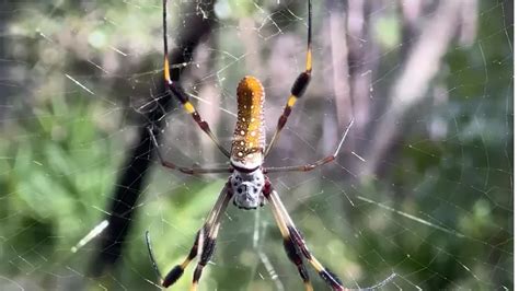 13 Common Spiders In Florida Identification Chart Pictures