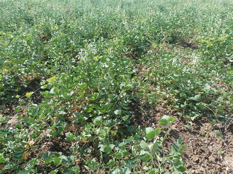 ဆင်ပေါင်ဝဲမြို့နယ်၌ ယခုနှစ်ဆောင်းသီးနှံ စိုက်ပျိုးရာသီတွင် ပဲကြီး သီးန