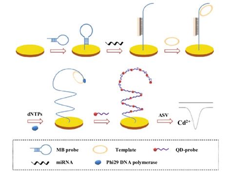 Schematic Representation Of The Designed Strategy For Mirnas Detection