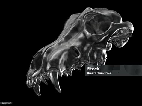 늑대 두개골의 윗부분 어두운 분위기 색상 검은색 배경에 격리 3d 그림 개에 대한 스톡 사진 및 기타 이미지 개 개과