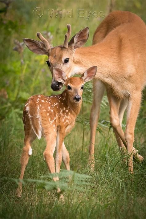 1000 Images About Deer And Elk On Pinterest Deer Hunting Reindeer And Deer
